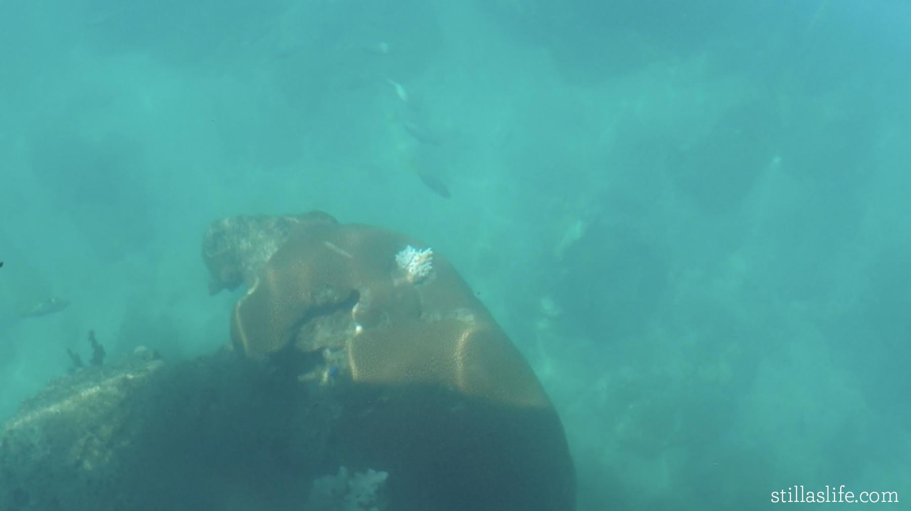 Lautoka Fijian South Sea Island Experience | Still As Life