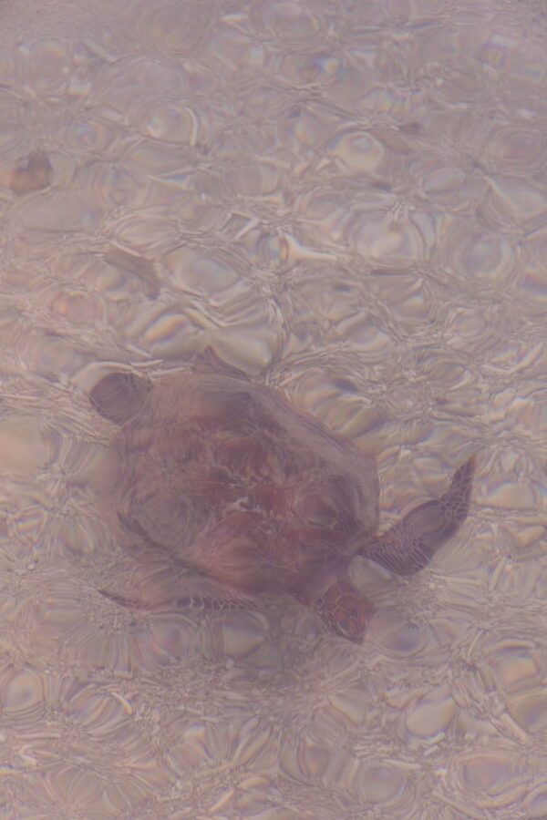 7 Day Cairns and Great Barrier Reef Itinerary