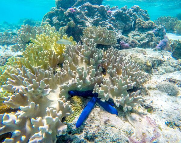 Vanuatu | Still As Life