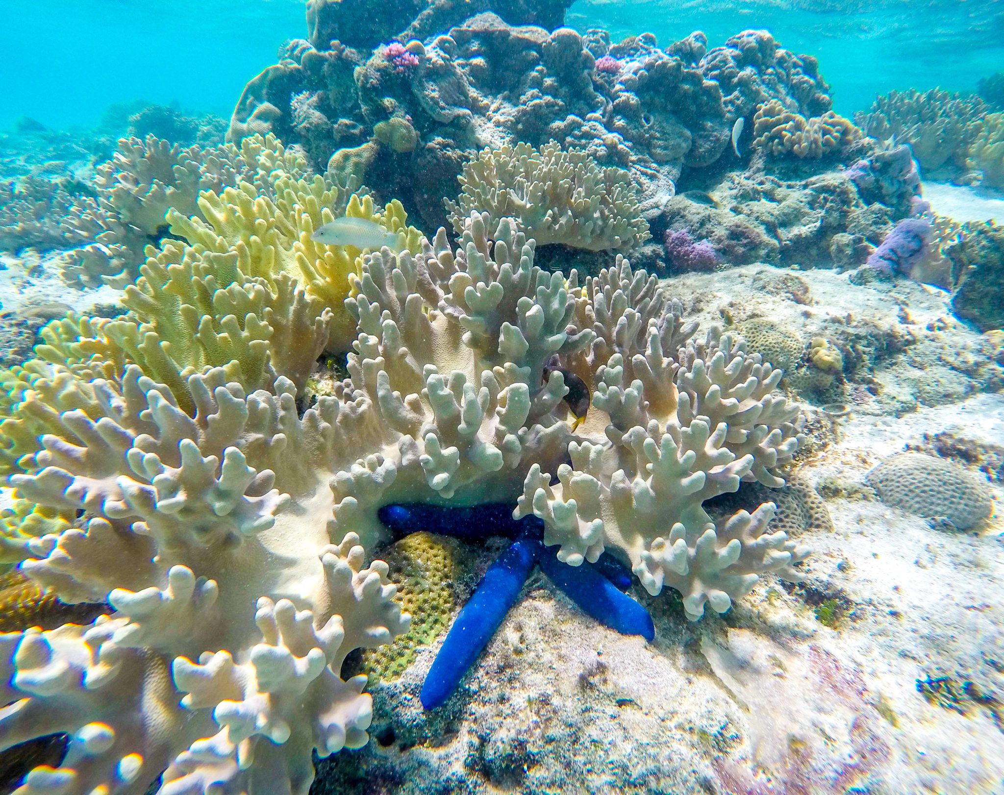 Vanuatu | Still As Life