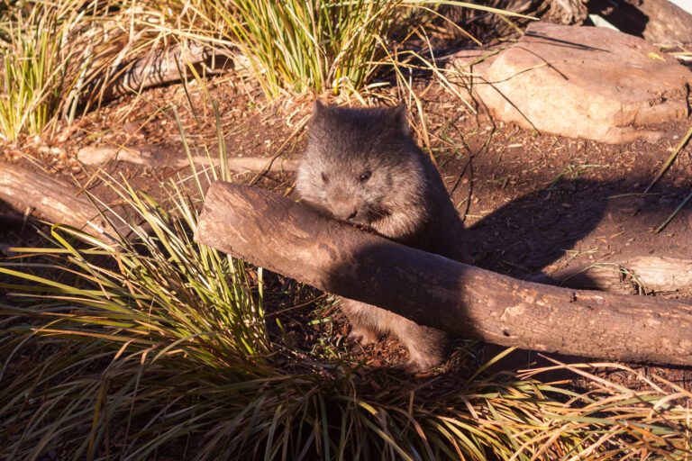 Four Days Around Hobart Itinerary | Still As Life